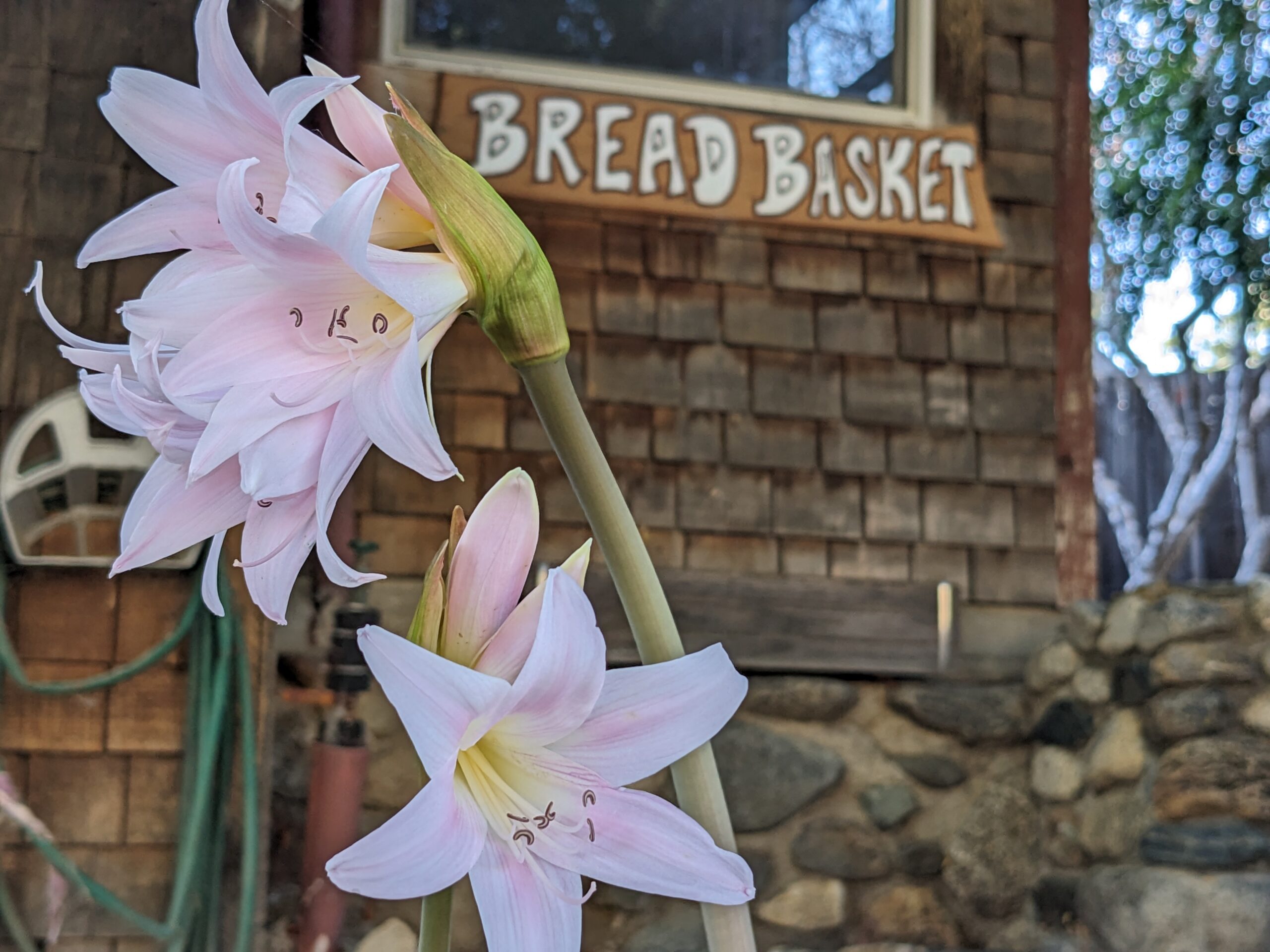 With Food to Spare: Volunteering at an Affluent Town’s Food Bank ...